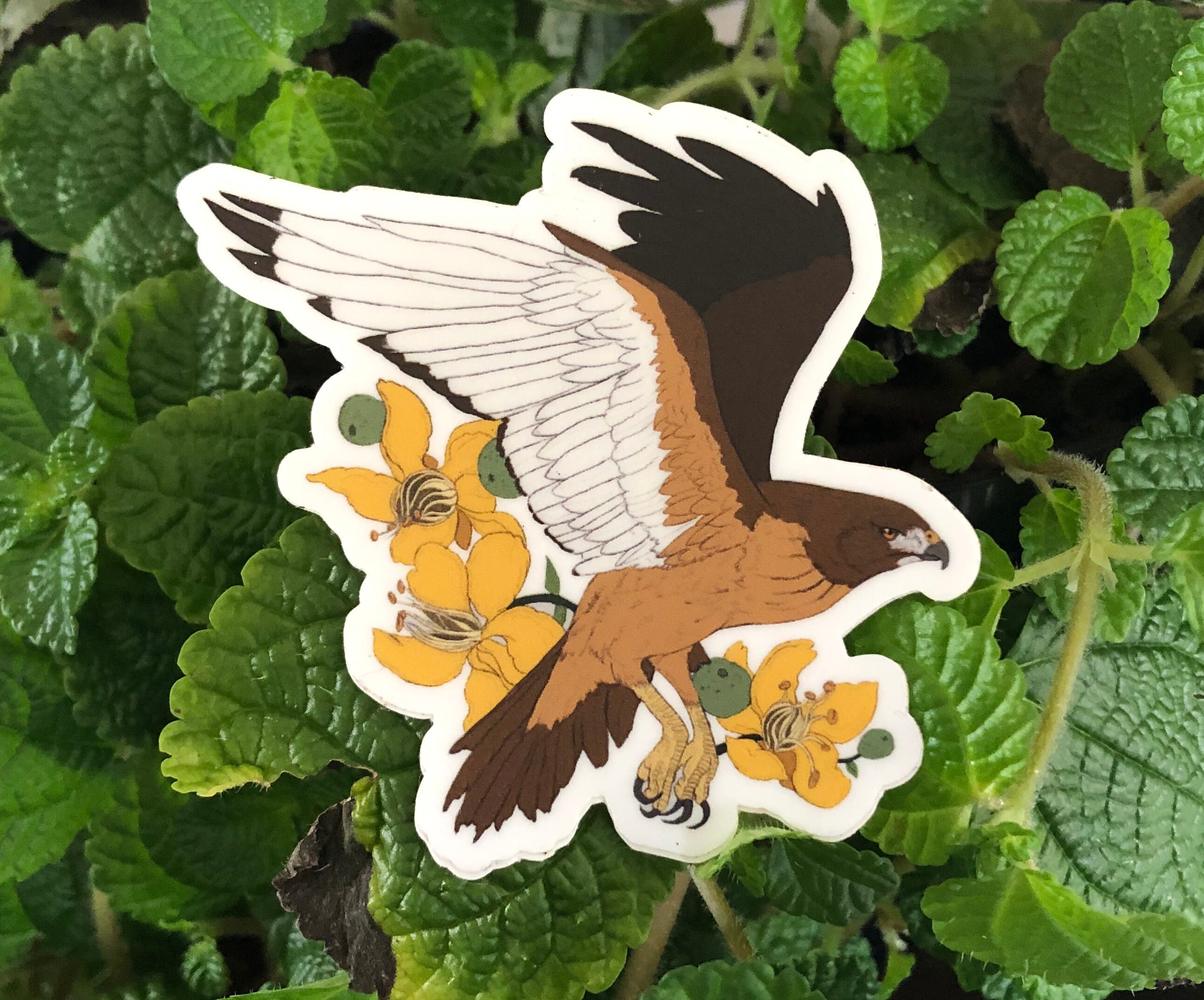 Red Tailed Hawk and Creosote Flower Sticker - Etsy
