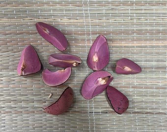 Obi Kola, Obi Abata, Cola Nitida, Kolanut - 4 Lobed (6 Pieces) - Etsy