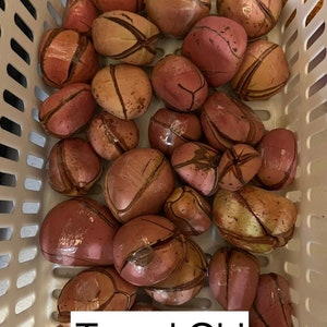 Nuts & Seeds Obi Obi Kola Pink Kola Nut Cola Nitida FREE SHIPPING USA ...