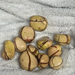 Nuts & Seeds | Obi | Obi Kola | White Kola Nut | Cola Acuminata [FREE ...