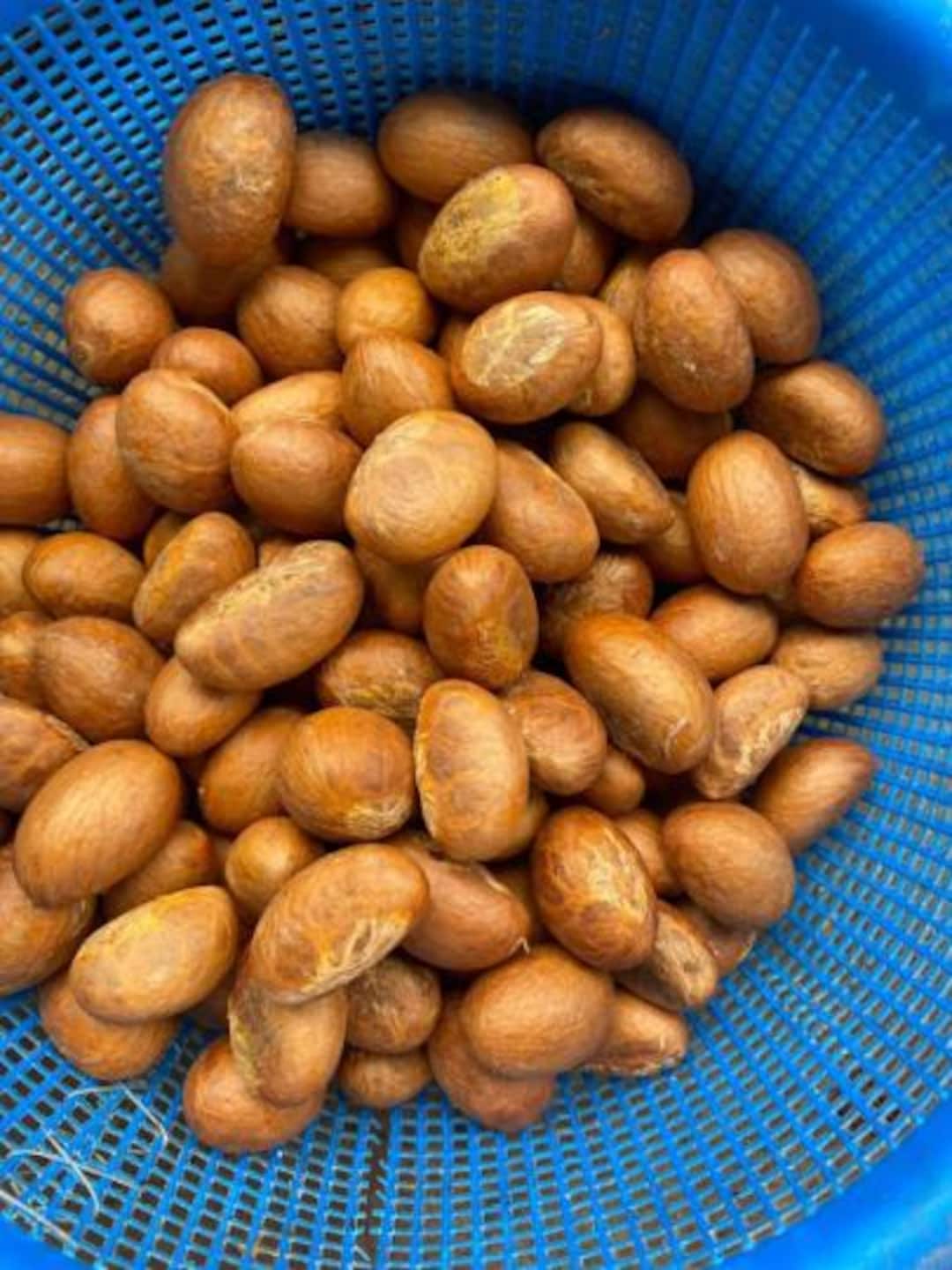 Nuts & Seeds | Bitter Kola | Orogbo | Gooro | Garcinia Kola [ FREE ...