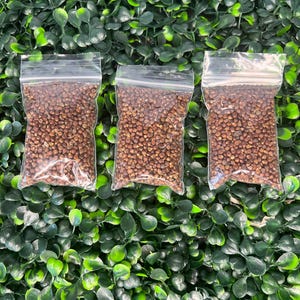 Nuts & Seeds | Ataare| Guinea Pepper | Alligator Pepper | Grains of ...
