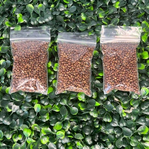 Nuts & Seeds Ataare Guinea Pepper Alligator Pepper Grains of Paradise ...