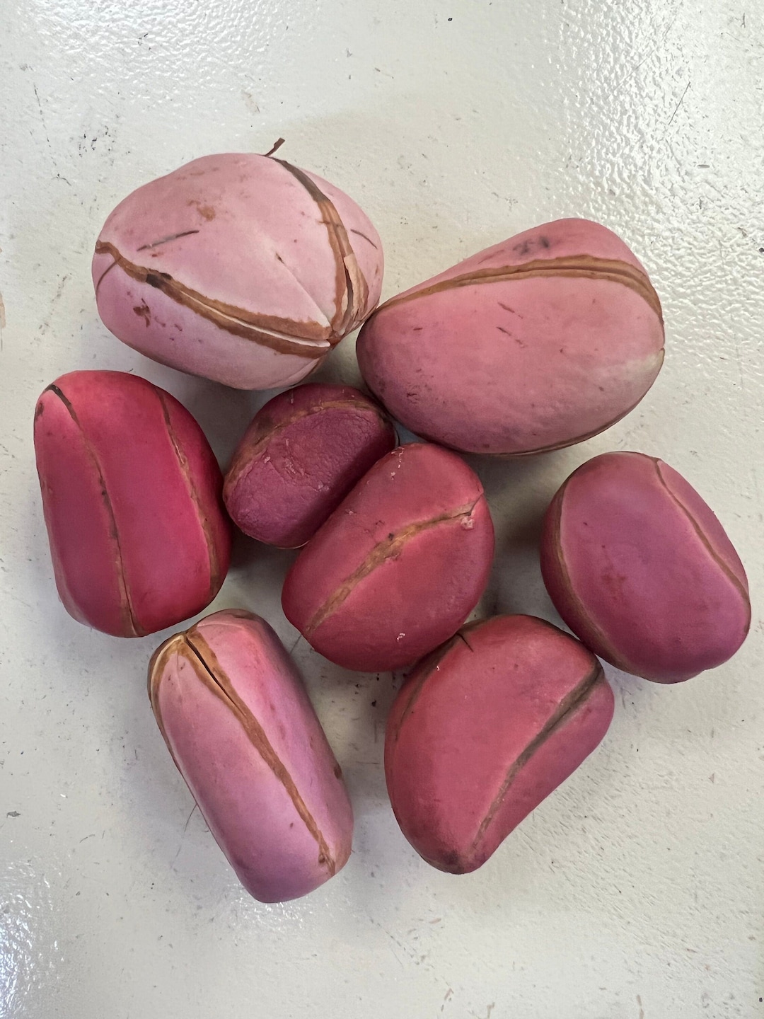 Nuts & Seeds Obi Obi Kola Pink Kola Nut Cola Nitida - Etsy