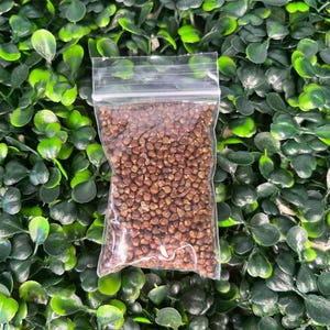 Nuts & Seeds | Ataare| Guinea Pepper | Alligator Pepper | Grains of ...