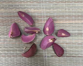 Obi Kola, Obi Abata, Cola Nitida, Kolanut 4 Lobed 6 Pieces - Etsy