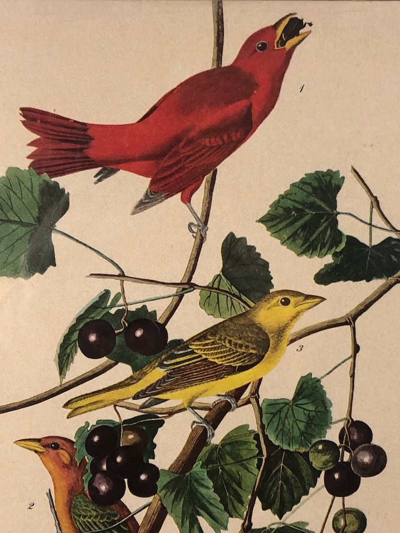 Summer Red Bird (tanagra Aestiva) - Hand-colored Engraving and Aquatint ...