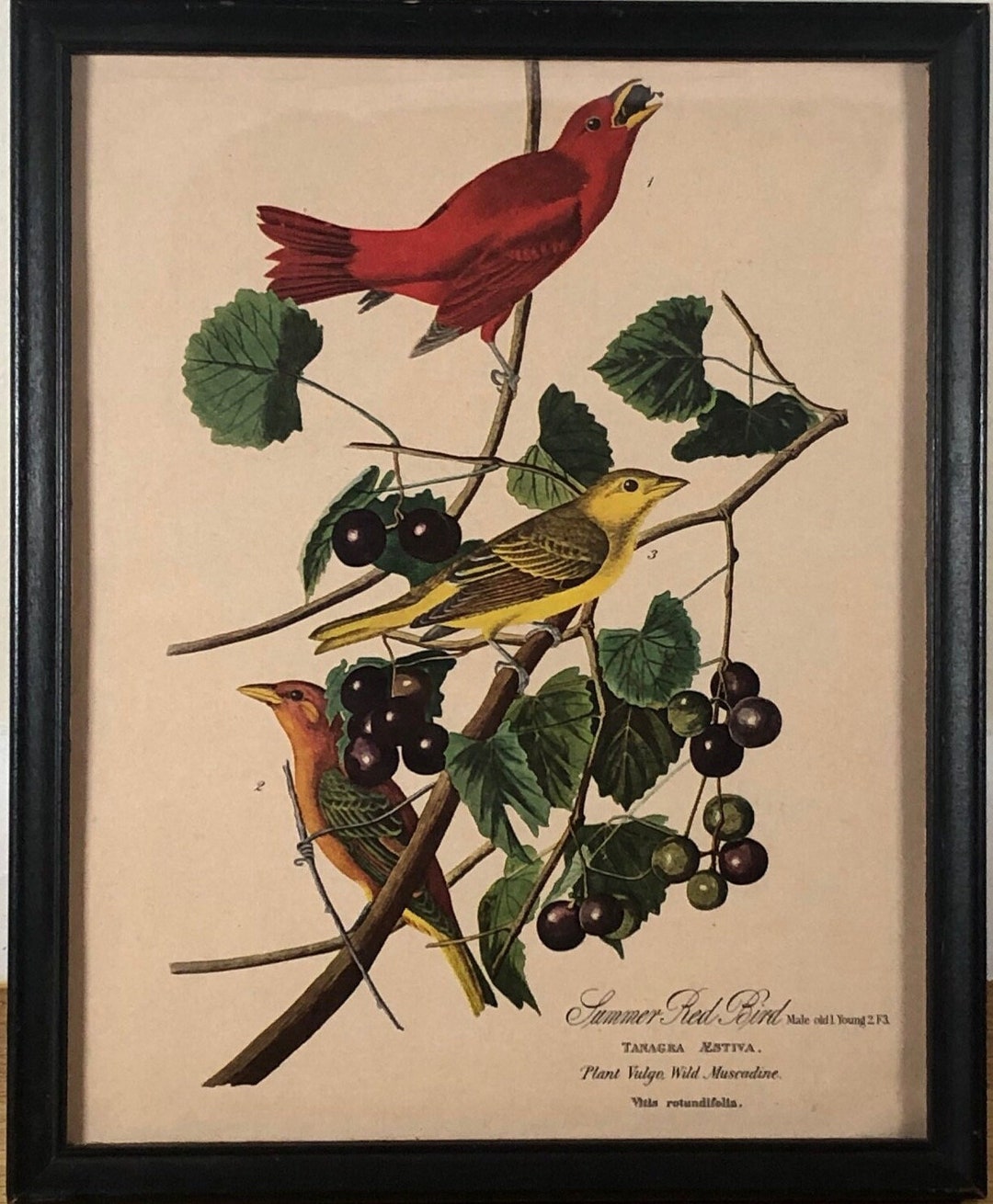 Summer Red Bird (tanagra Aestiva) - Hand-colored Engraving and Aquatint ...