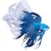 3D Betta Fish Silicone Mold, Wall Art Resin, Epoxy Molds - Etsy