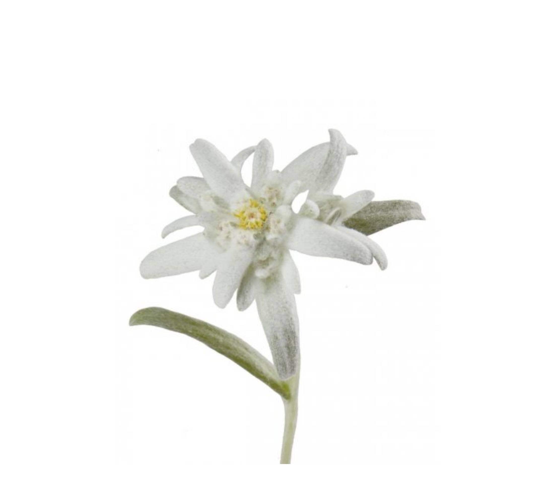 Edelweiss Extract Best Natural Antioxidant Eco Certificat Swiss Alps ...