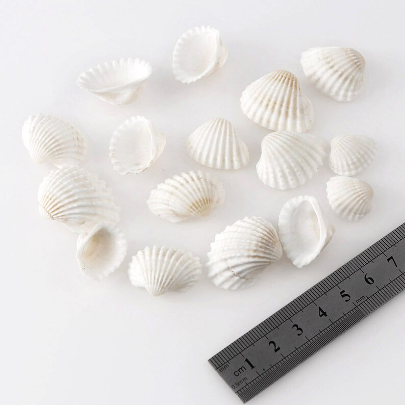 Natural White Scallop Shells - Etsy