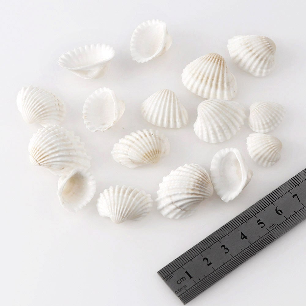 Natural White Scallop Shells - Etsy