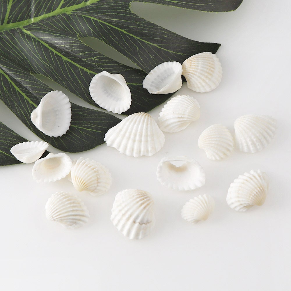 Natural White Scallop Shells - Etsy