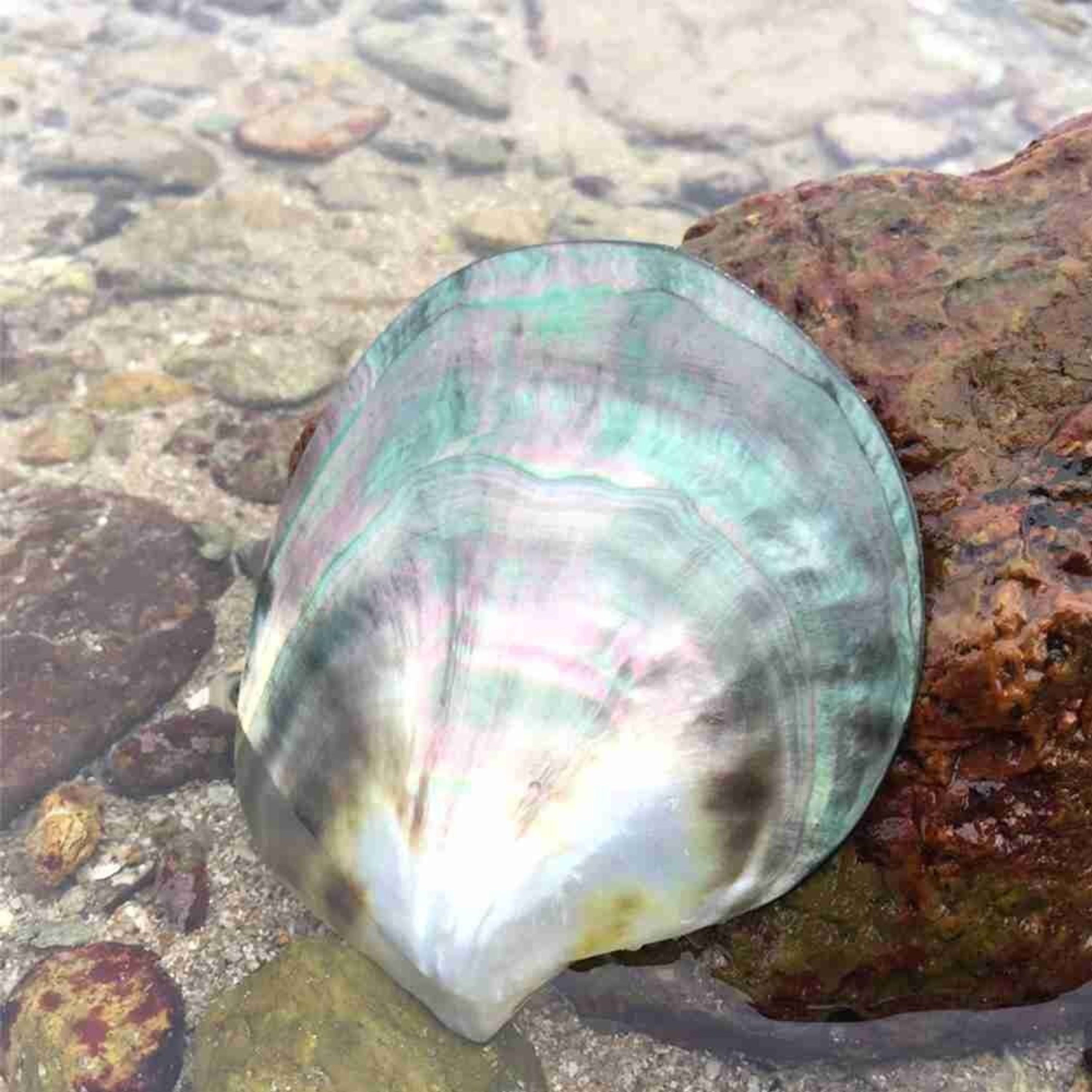 Conchas de nácar negro mediterráneo natural - Etsy España