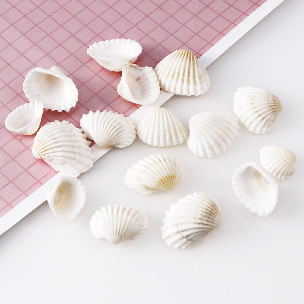 Natural White Scallop Shells - Etsy