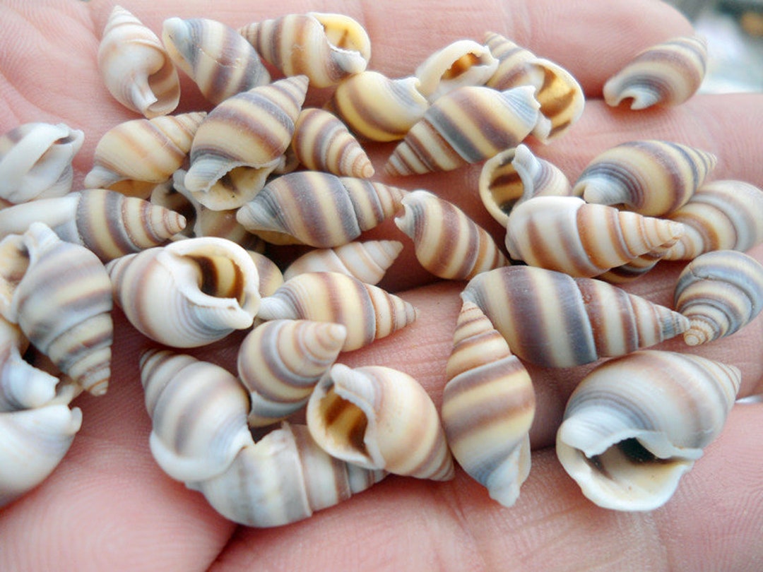 Natural Spiral Conch Sea Shells for DIY Hand Made Jewellery - Etsy