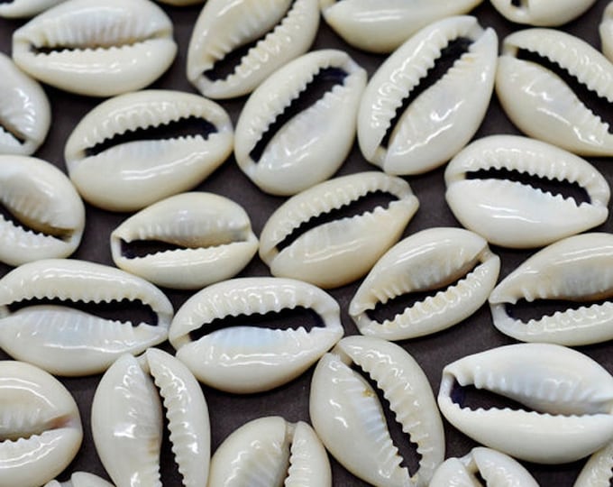 Natural Conch Shell Slices for Jewellery Crafting - Etsy