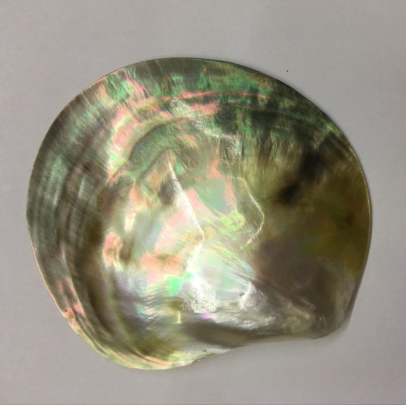 Conchas de nácar negro mediterráneo natural - Etsy España