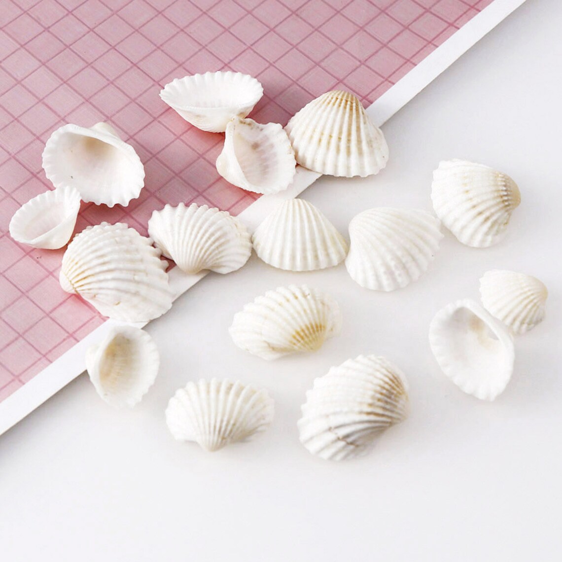 Natural White Scallop Shells - Etsy