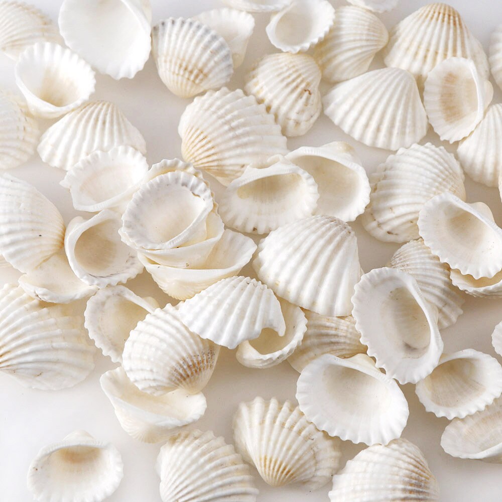 Natural White Scallop Shells - Etsy