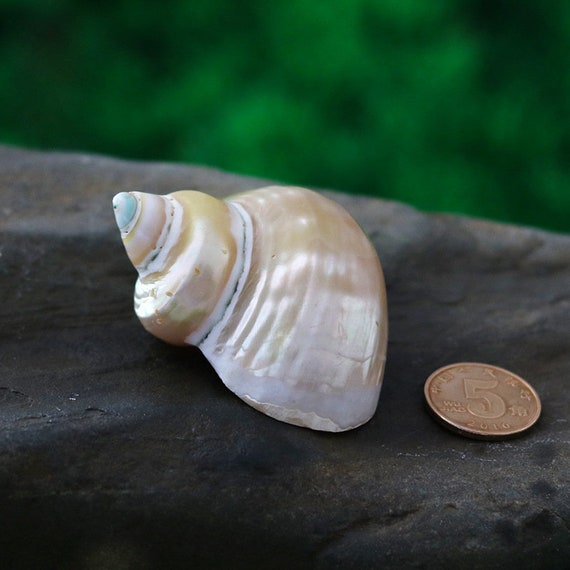 Natural Polished Conch Shell - Etsy