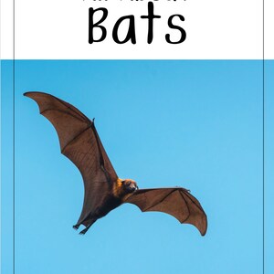 Printable Bats Activities, Printable Bats Worksheets, Homeschooling ...
