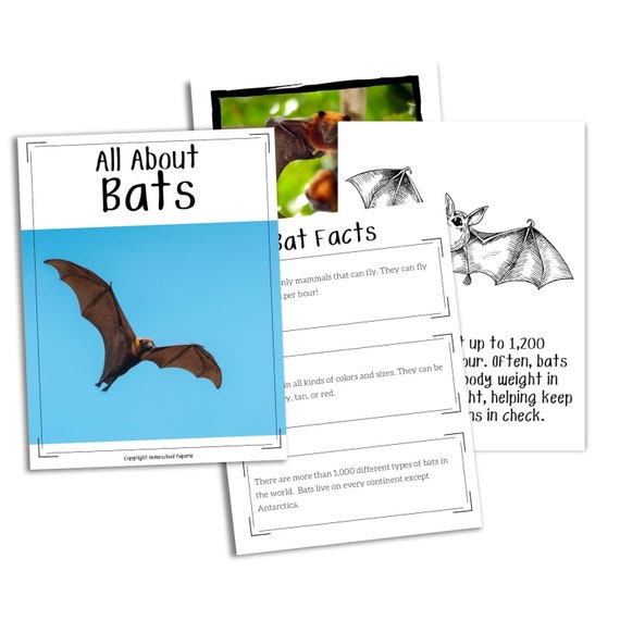 Printable Bats Activities Printable Bats Worksheets - Etsy