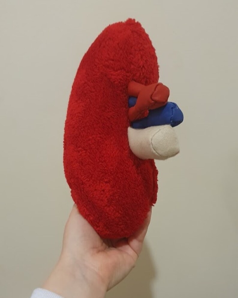 Kidney Sewing Pattern PDF Digital Download ONLY Tutorial DIY Stuffed ...