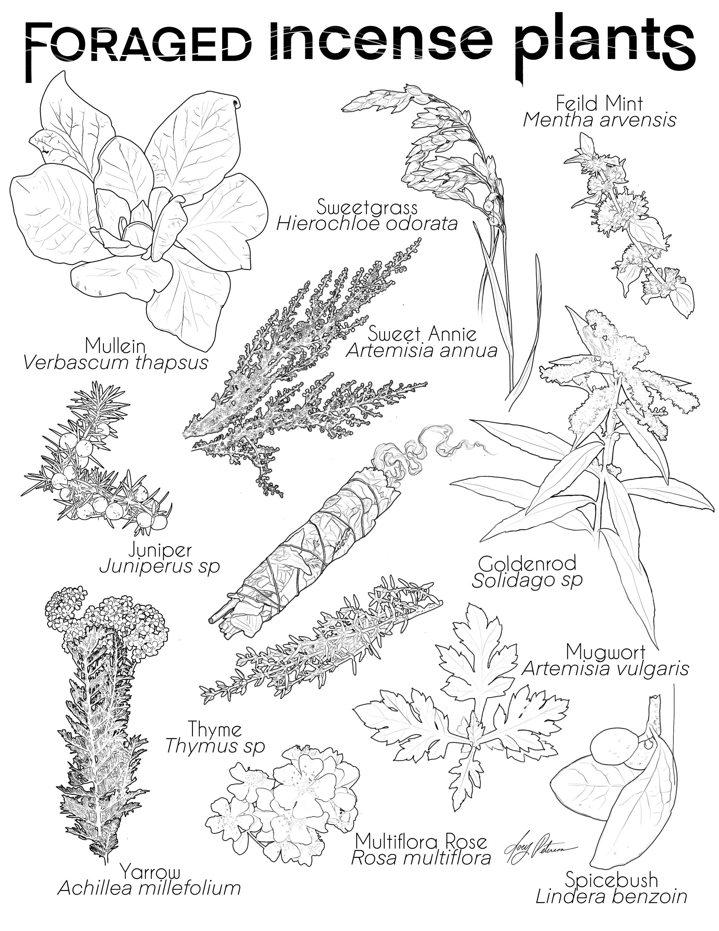 Foraged Incense Plants Poster - Etsy