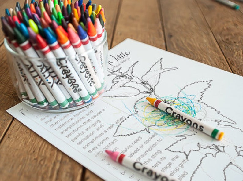 Invasive Plant Foraging Coloring Book, Digital Download - Etsy