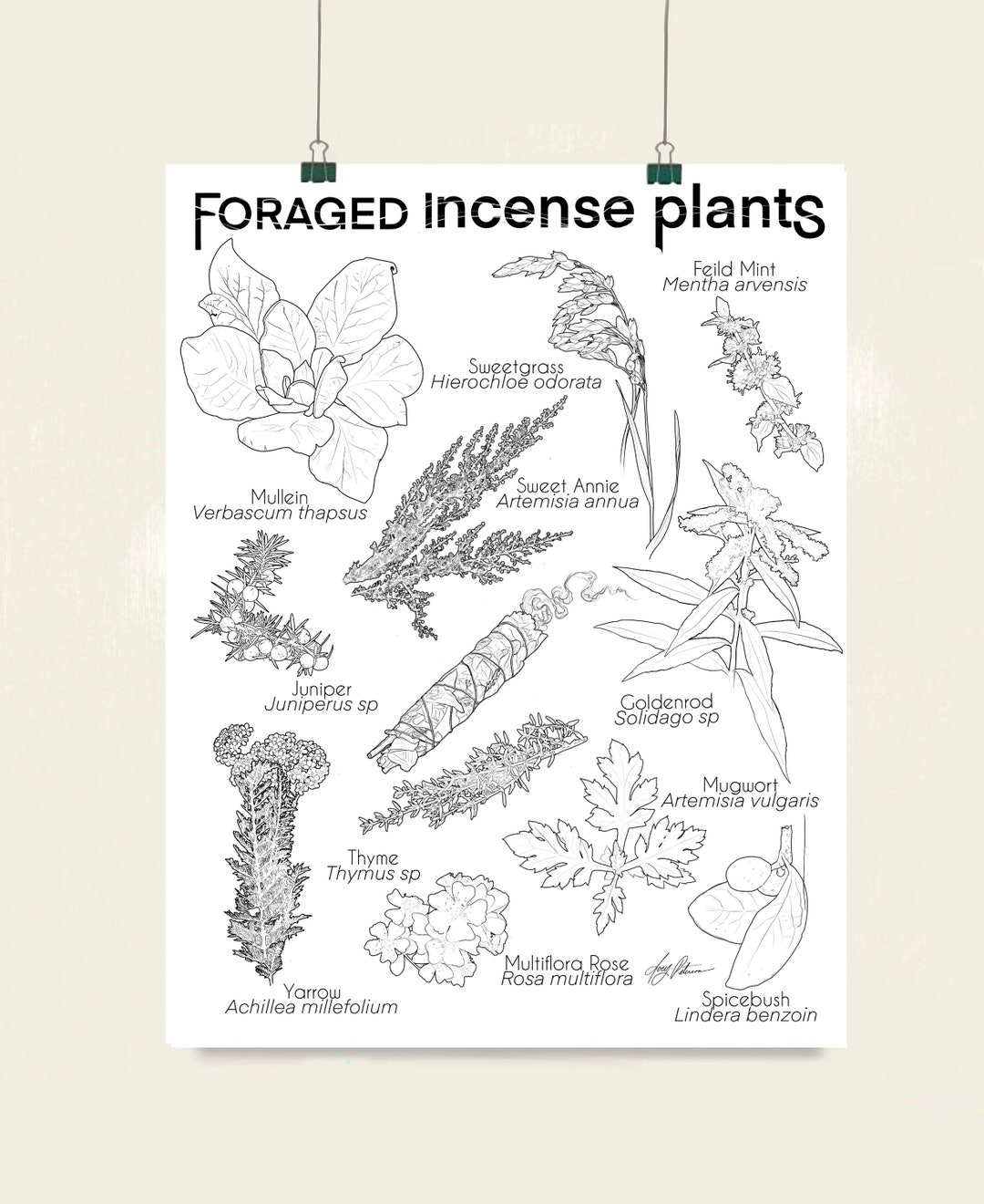Foraged Incense Plants Poster - Etsy