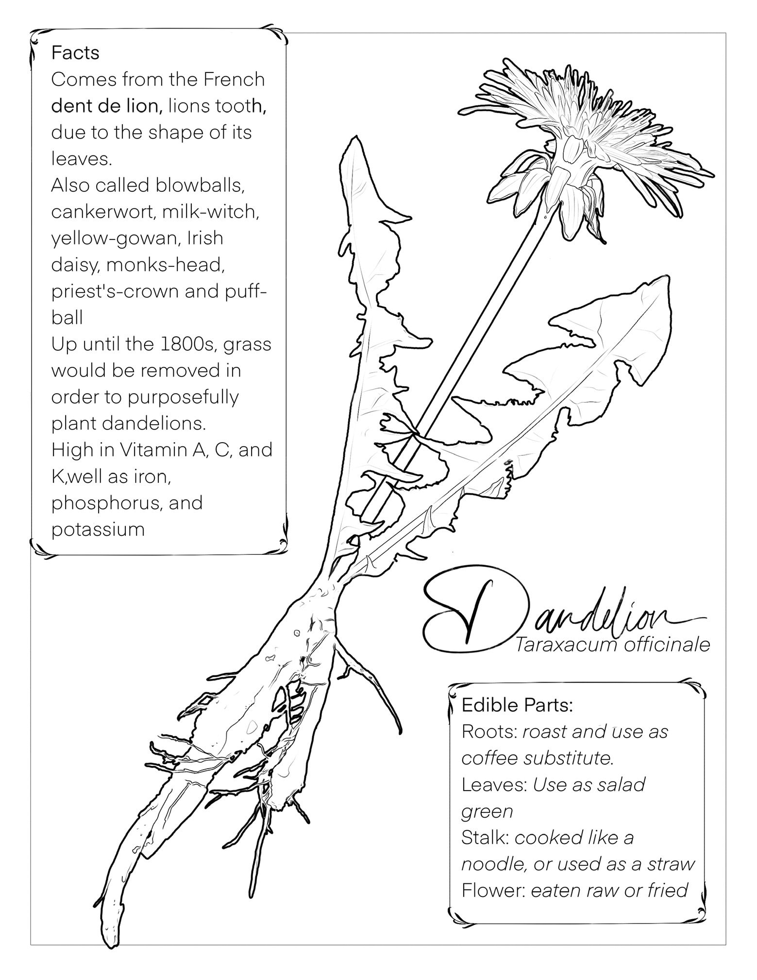 Invasive Plant Foraging Coloring Book, Digital Download - Etsy