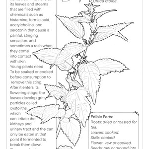 Invasive Plant Foraging Coloring Book, Digital Download - Etsy