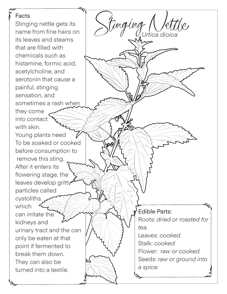 Invasive Plant Foraging Coloring Book, Digital Download - Etsy