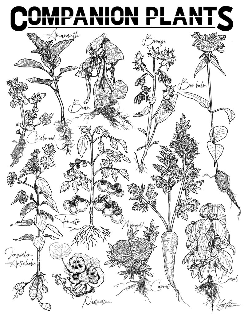 Tomato Companion Plants Poster - Etsy