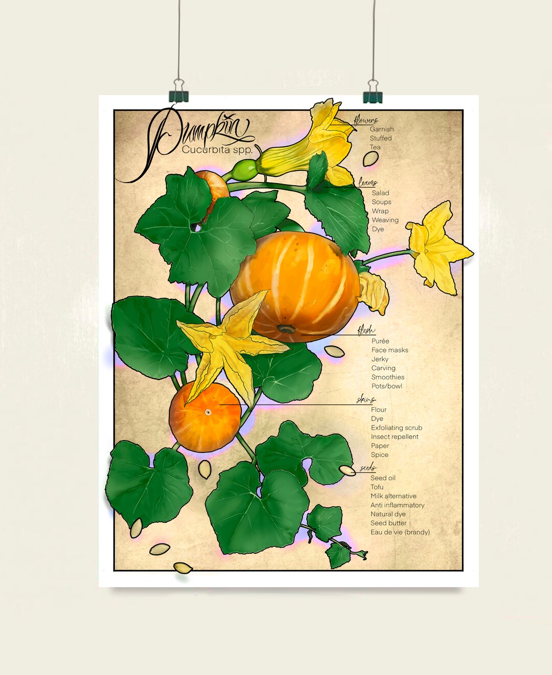 Pumpkin Botanical Illustration High Quality Print Poster - Etsy