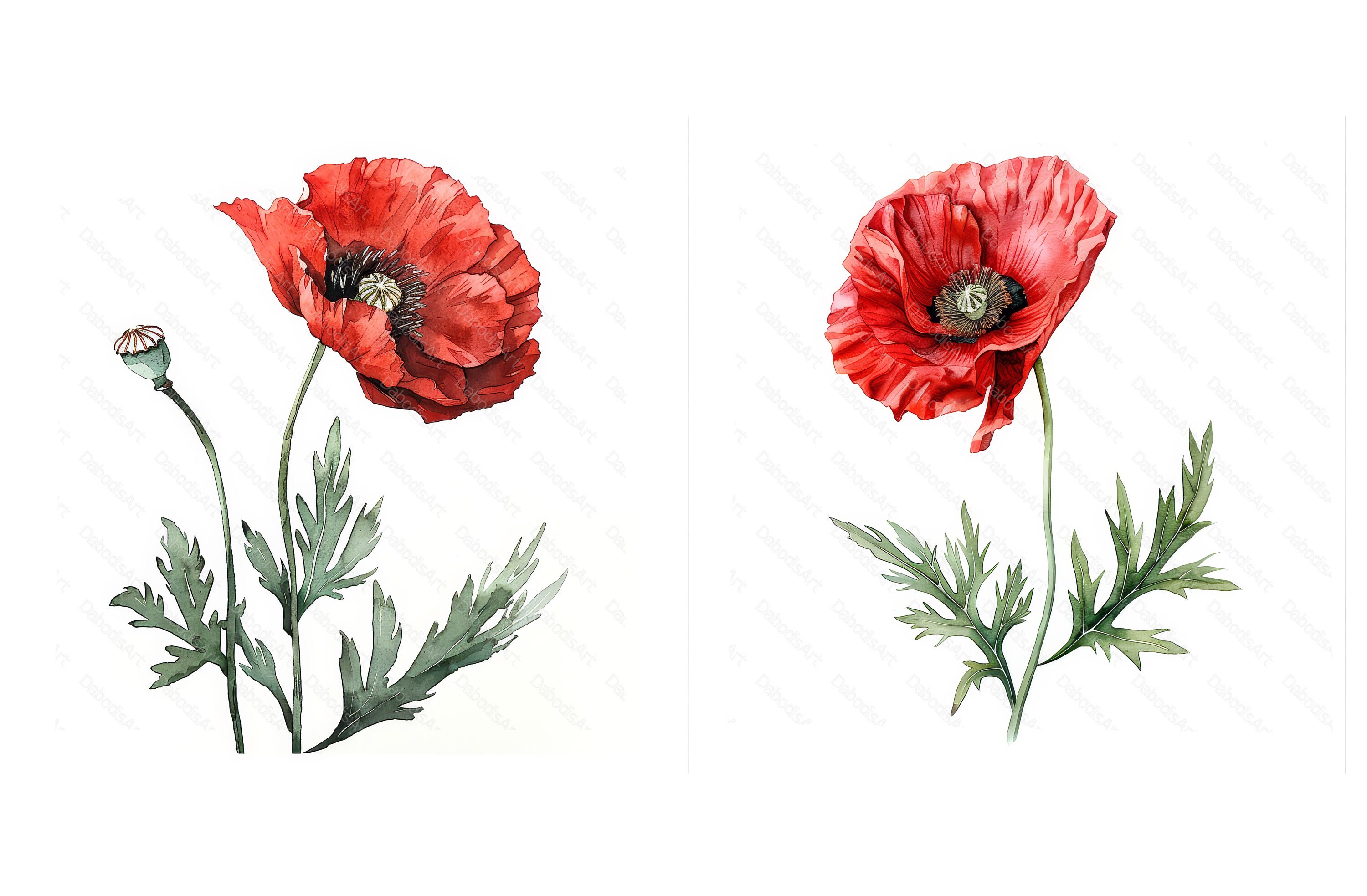 20 Separate Red Poppies. Blooming Watercolor Poppies in Summer ...