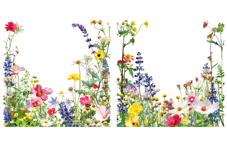 20 Watercolor Wildflower Borders. Set 5. Meadow Flowers and Grasses ...