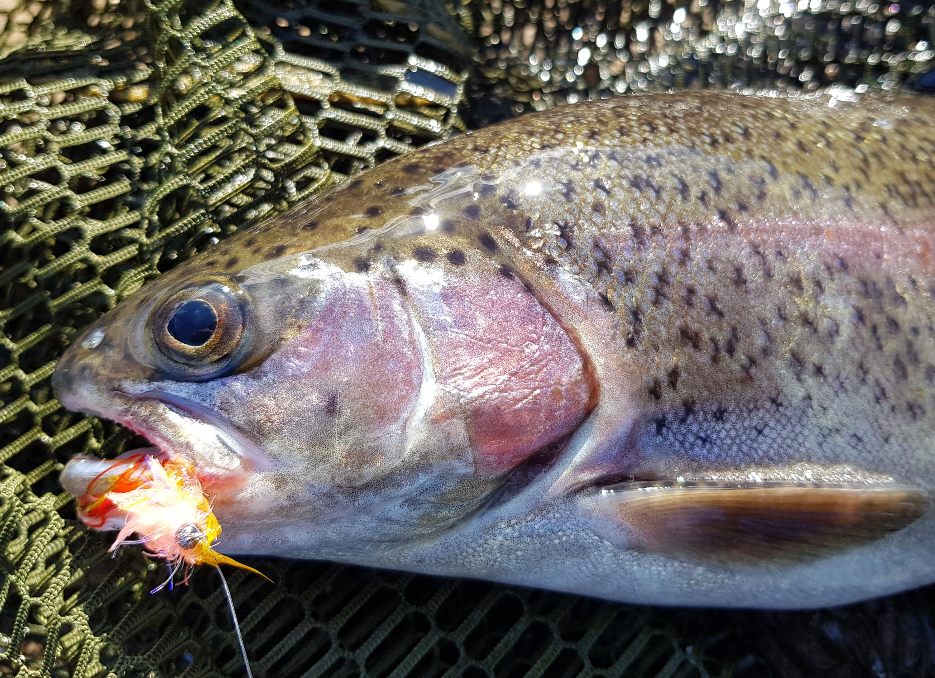 Orange Hot Head Consett Budgie Lures. Trout Lure Streamers Steelhead ...