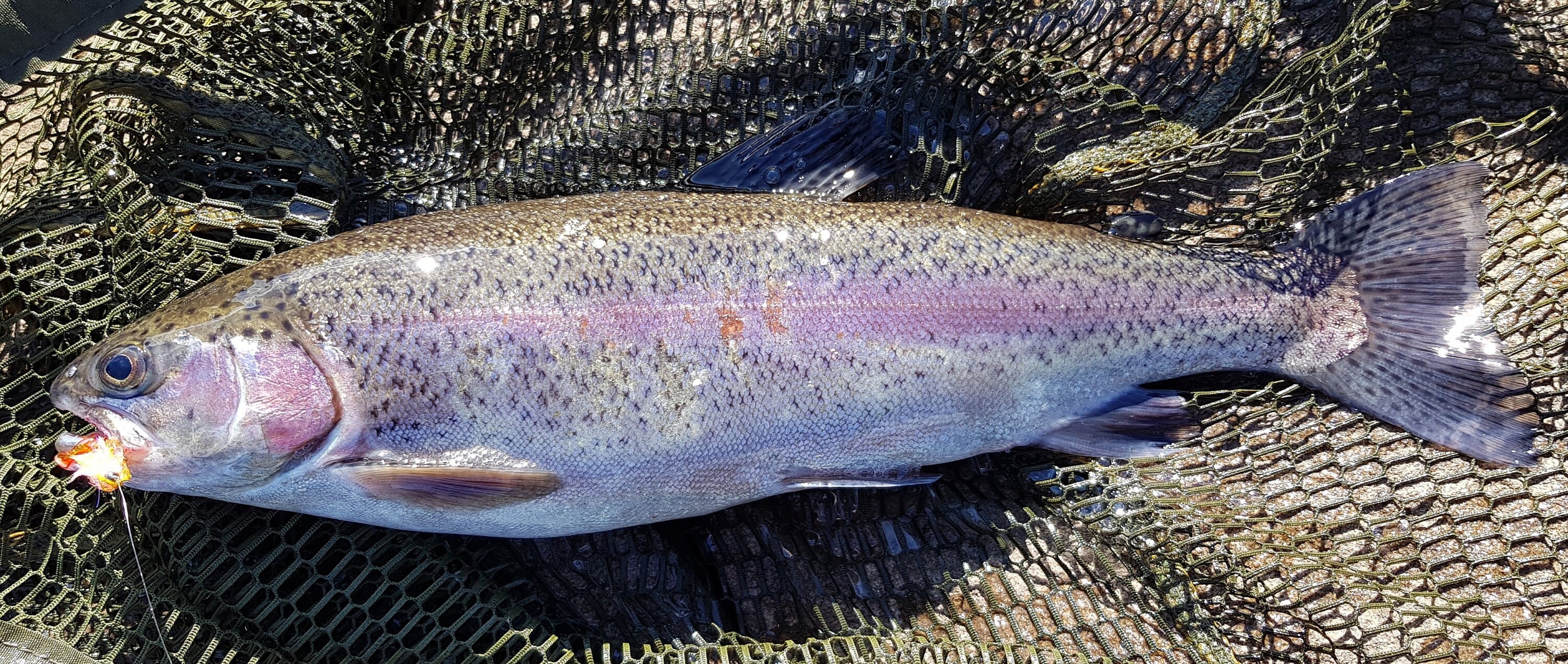 Orange Hot Head Consett Budgie Lures. Trout Lure Streamers Steelhead ...