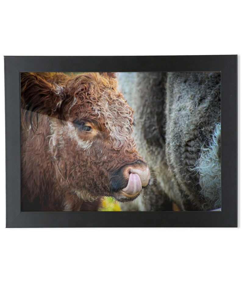 Framed A4 Fine Art Print Cow - Etsy
