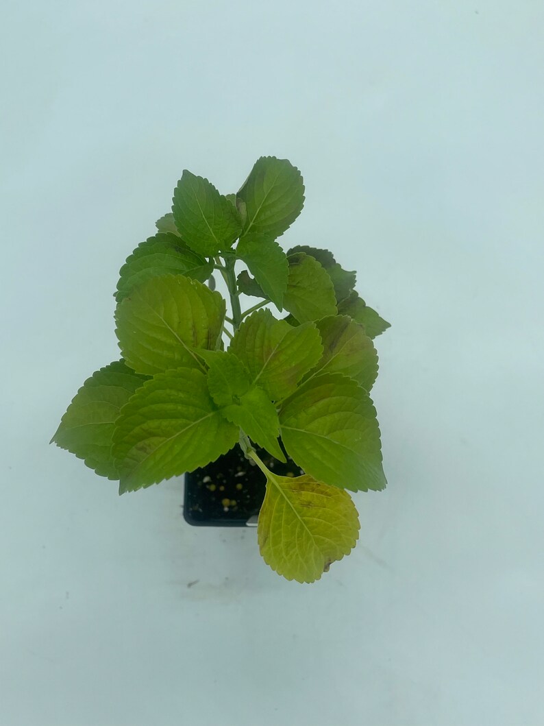 Vana Tulsi Starter Plant Ocimum Gratissimum Holy Tree Basil - Etsy