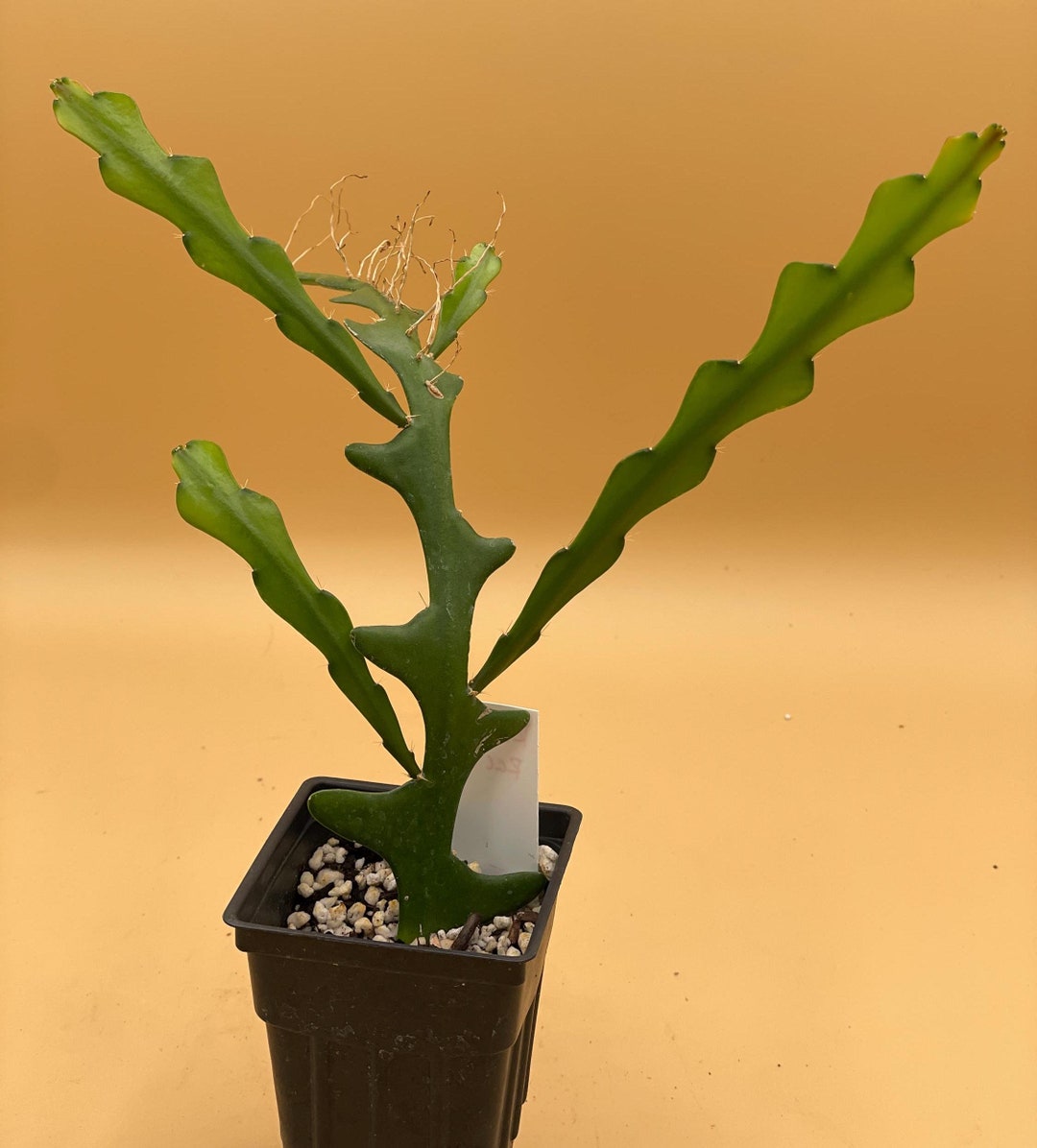 Ric Rac Cactus Well Rooted Starter Pot Selenicereus Anthonyanus No ...