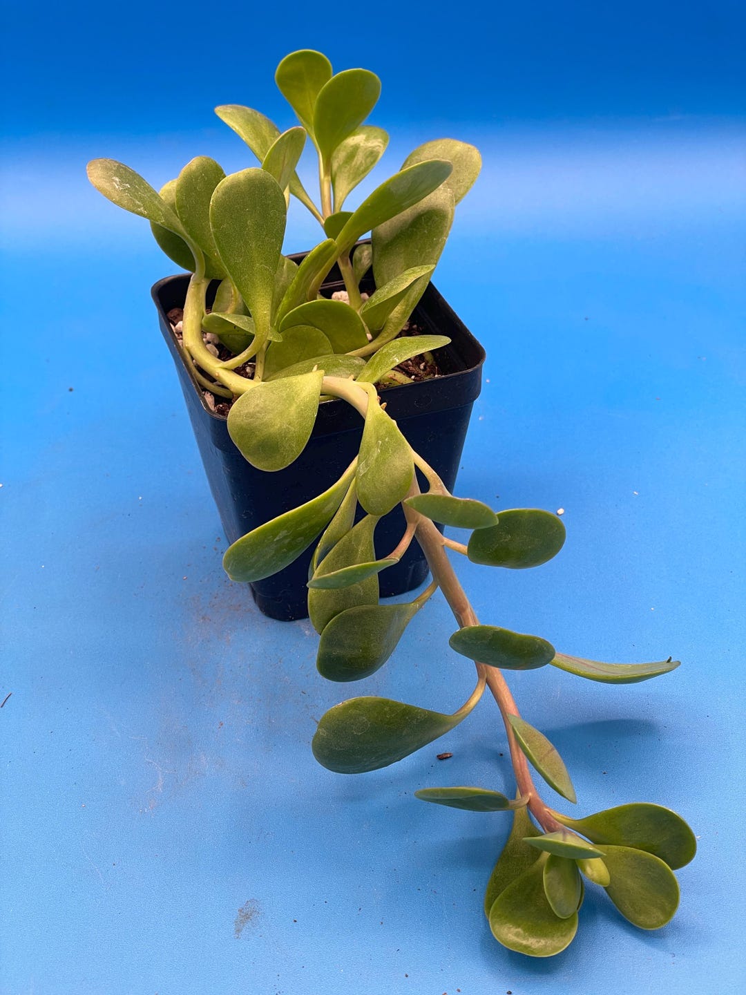 Trailing Jade senecio Jacobsenii Ships in 3.5 Pot Read Description No ...