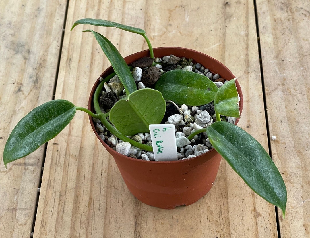 Hoya Ruthie Grown in 4 Pot Ships With Pot Well Rooted - Etsy