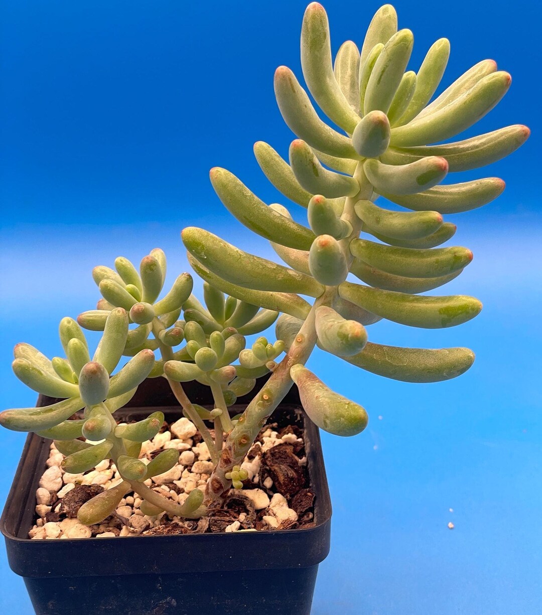 Sedum Pachyphyllum Jelly Beans Sedum Ships in 3.5 Pot No Shipping to ...