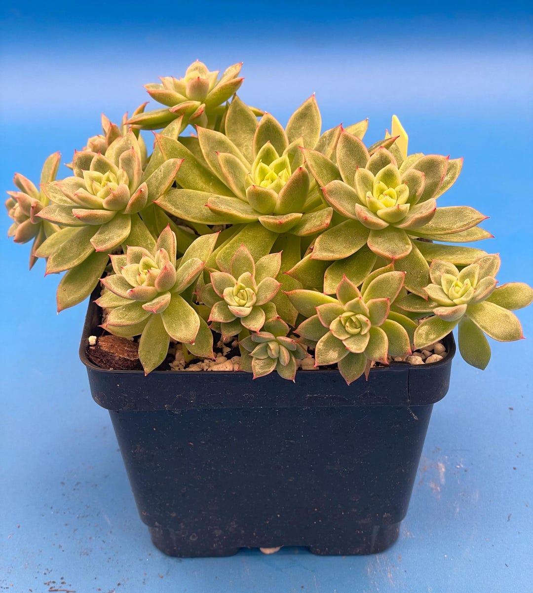 Echeveria Lucidum 'roman' Hens and Chicks Makes Pups Grown in 4.5 Pot ...