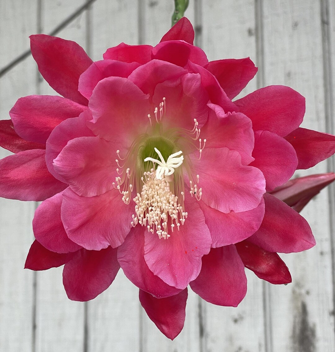 Epiphyllum 'two Toned Pink' Fully-rooted Starter Pot Orchid Cactus ...