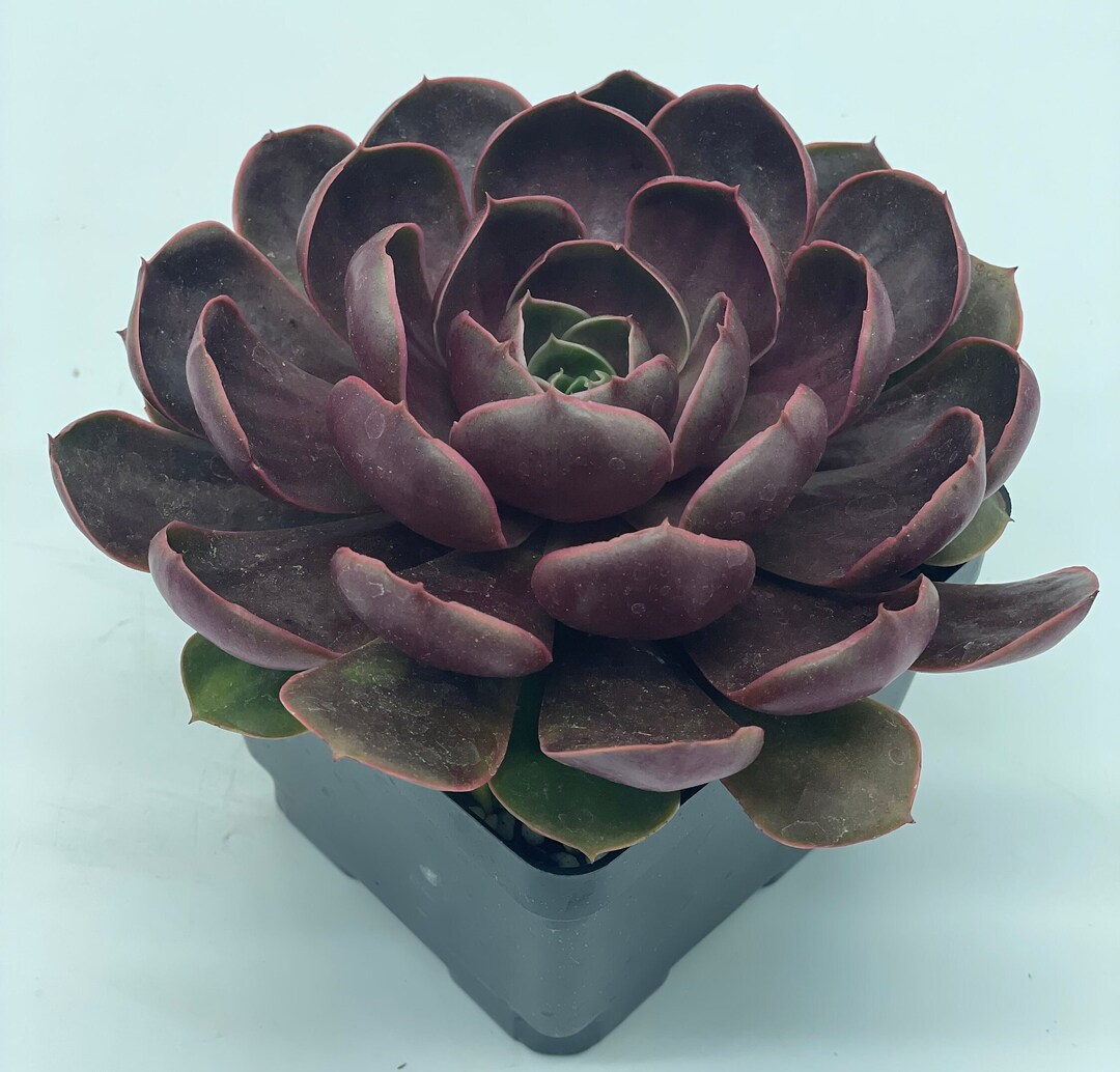 Echeveria ' Red Tan ' Almost 7 Across Succulent Super Healthy Grown in ...