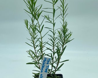 Tea Tree melaleuca Alternifolia Plant - Etsy